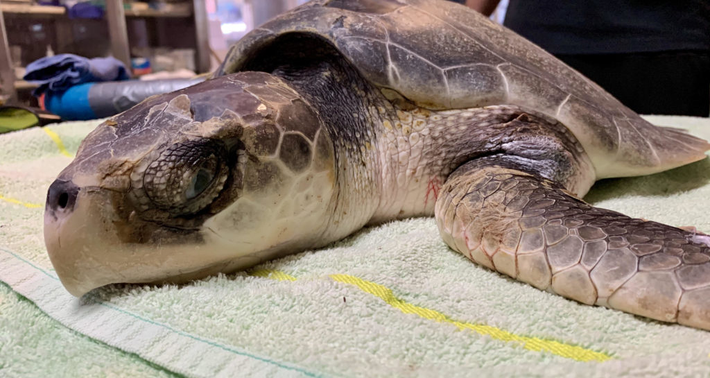 WHO ARE SOME OF THE ORGANIZATIONS WORKING TO SAVE SEA TURTLES IN THE U ...