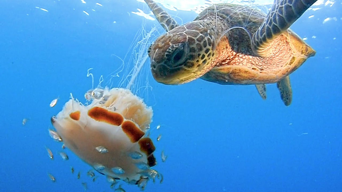 How Do Leatherback Sea Turtles Eat Jellyfish and NOT GET STUNG ...